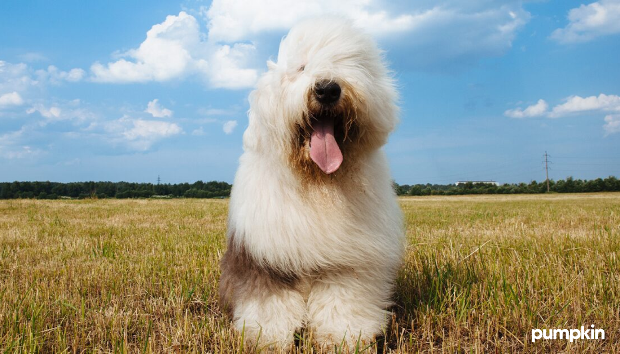 Biggest fluffiest dog store