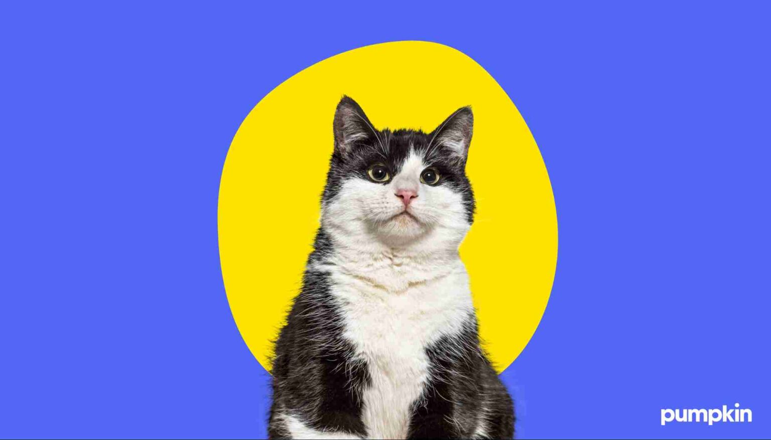 The 11 Most Common Cat Names for 2025 | Pumpkin® The 11 Most Common Cat Names for 2025 | Pumpkin®